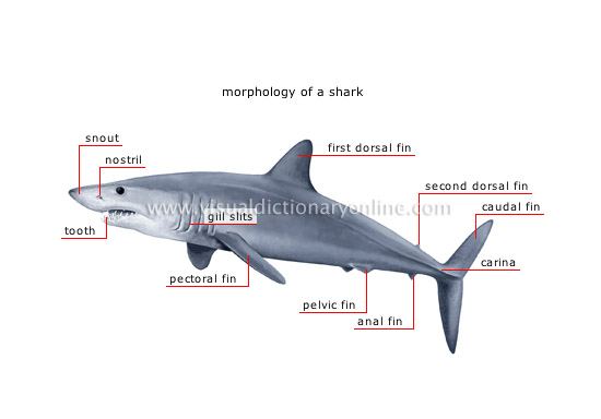 ANIMAL KINGDOM FISHES CARTILAGINOUS FISH Image Visual 
