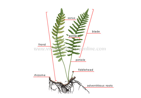Fern Plant Well Labelled Diagram Fern Plant Well Labelled Diagram